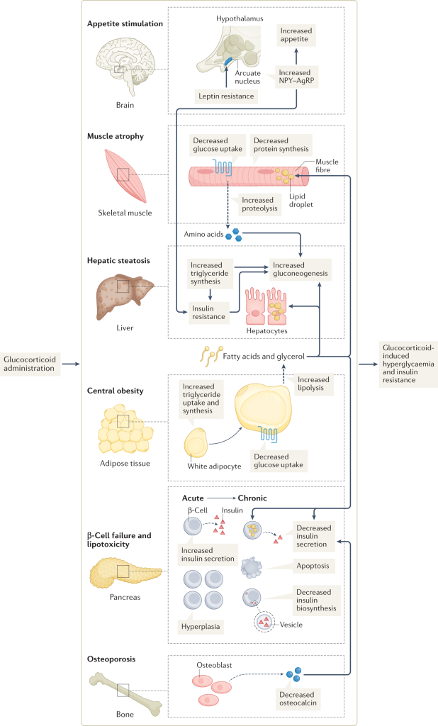 Prednisone And Blood Sugar: Hyperglycemia Risk, Management, And ...