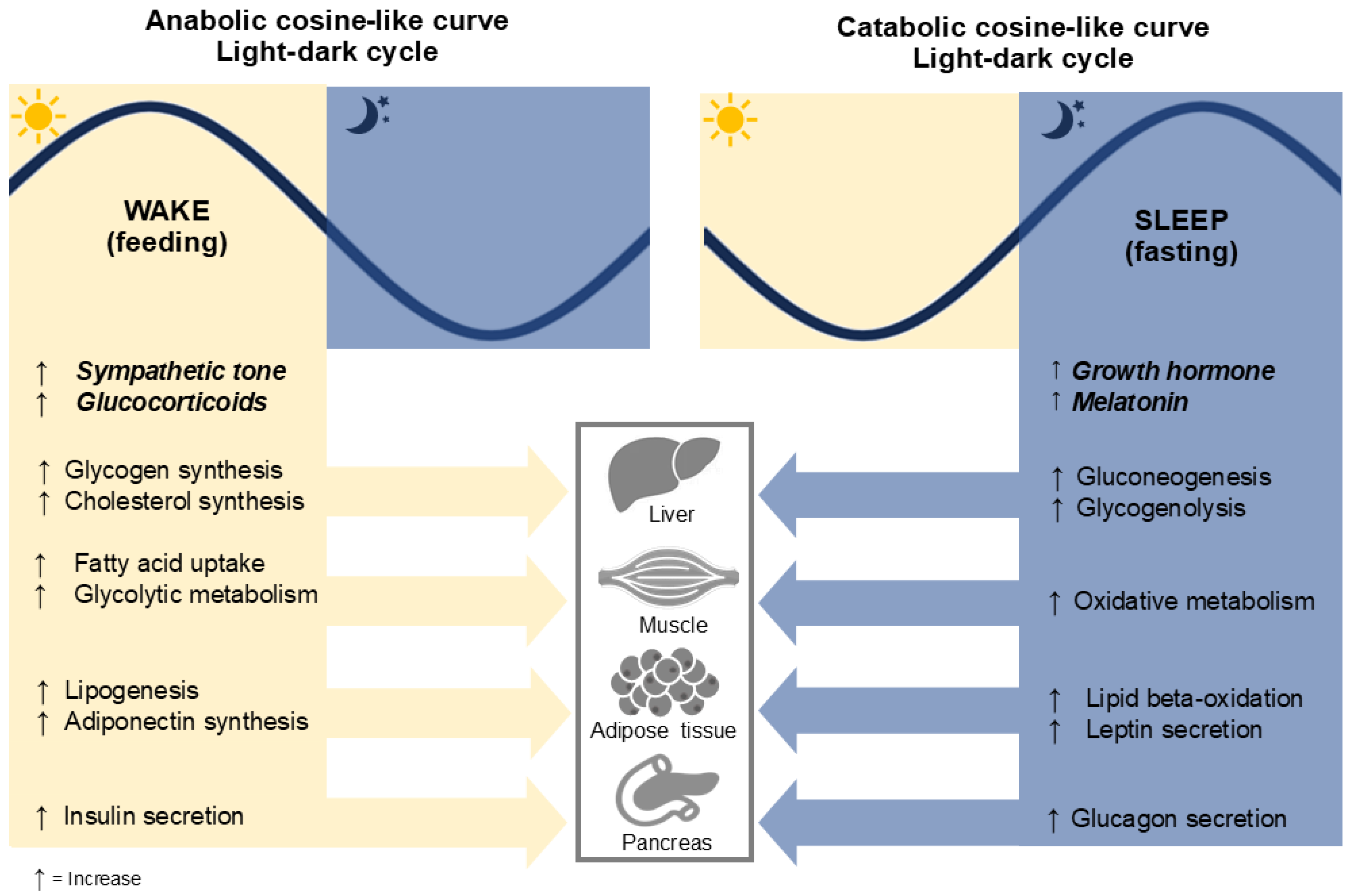 Wake Up Lean Reviews 2025: Honest Weight Loss Results & Customer ...
